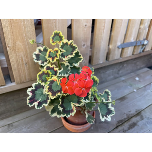 ‘Mrs. Pollock’ – Pelargoniafeber.no – salg av pelargonstiklinger